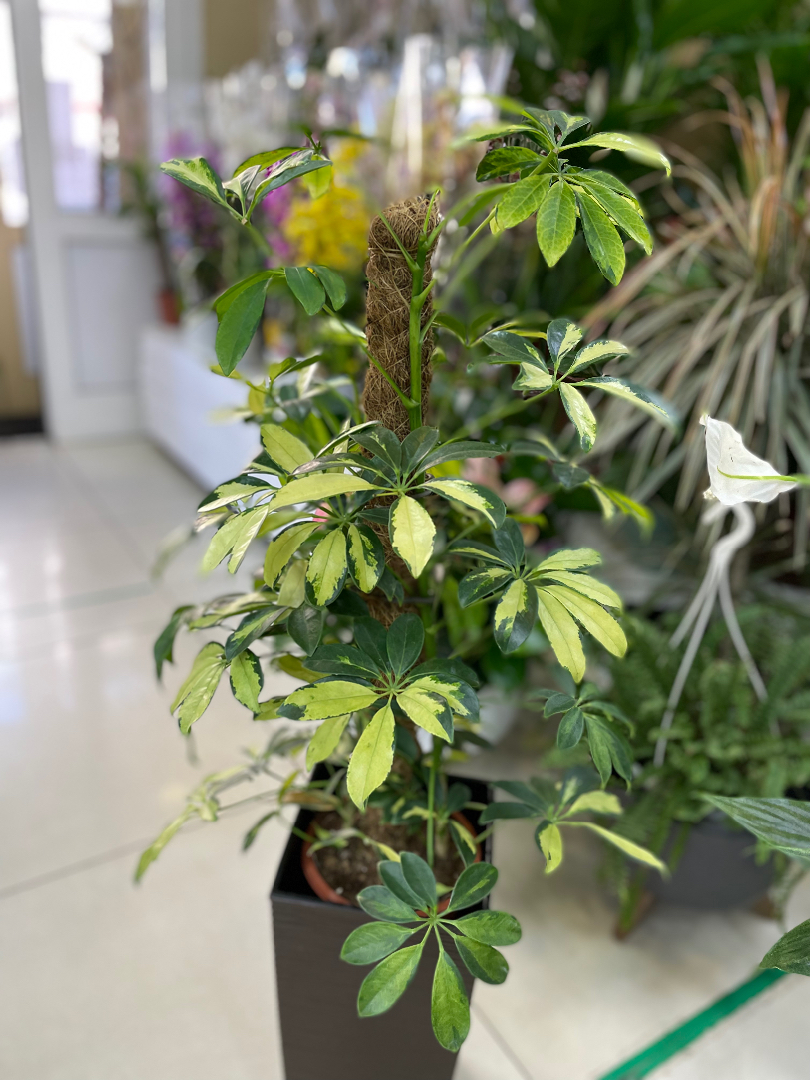 Купить «Шефлера» с доставкой в Чите - «Flowers World»